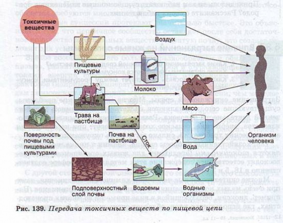Токсиканты В Пищевых Цепях Реферат - fivestarsoftware