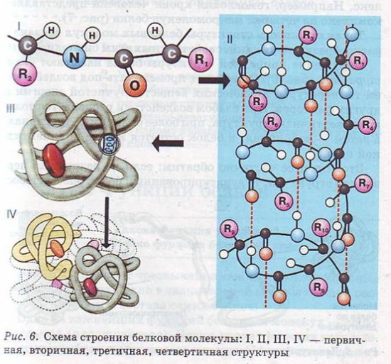 Состав и строение белков — Гипермаркет знаний